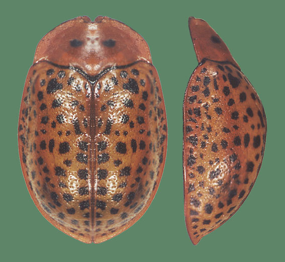 INSECTOS DE P.R. In Memoriam Dr Luis F Martorell y Dr Alain Liogier ,DR ...