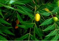 Manfaat Luar Biasa Daun Mindi Bagi Kesehatan - Membahas Semua Manfaat Di