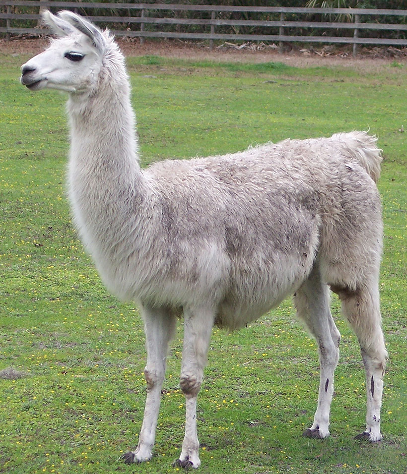 Diferenca Entre Alpaca E Lhama