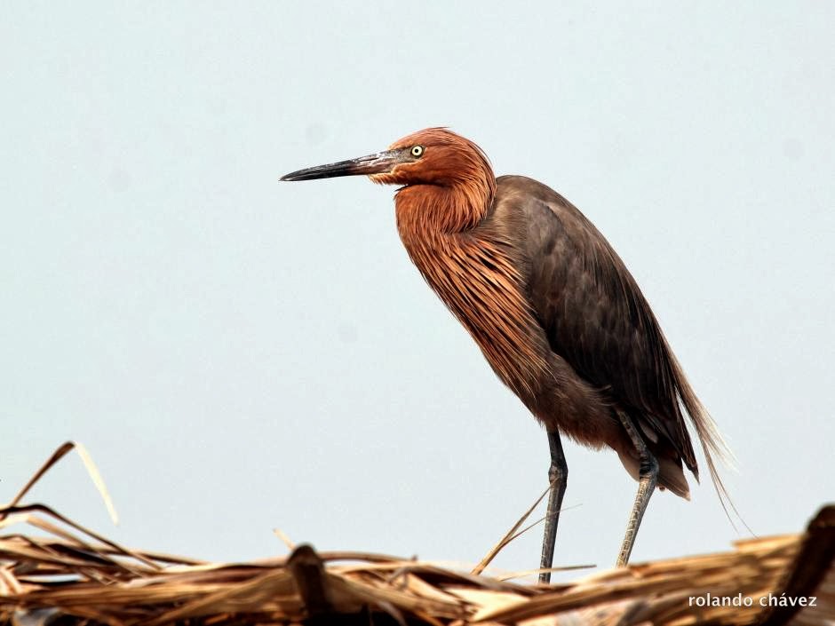 Tierra de cigueñas: Garceta rojiza (Egretta rufescens)