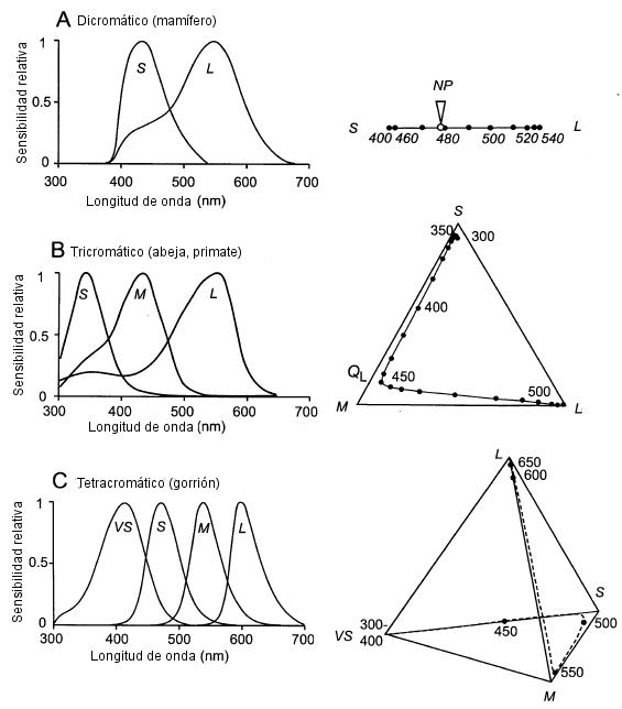 Colores que no encontrarás en el arco iris | Conocer Ciencia
