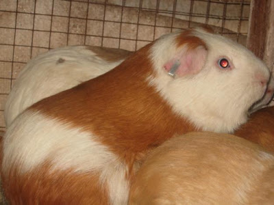 El Cuy Sabor: Características Del Cuy