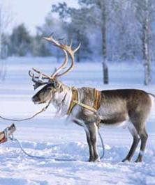 Rusa Kutub ~ Ruana Sagita