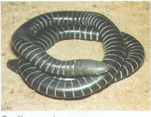 Bio-Trabalho: Anfíbios