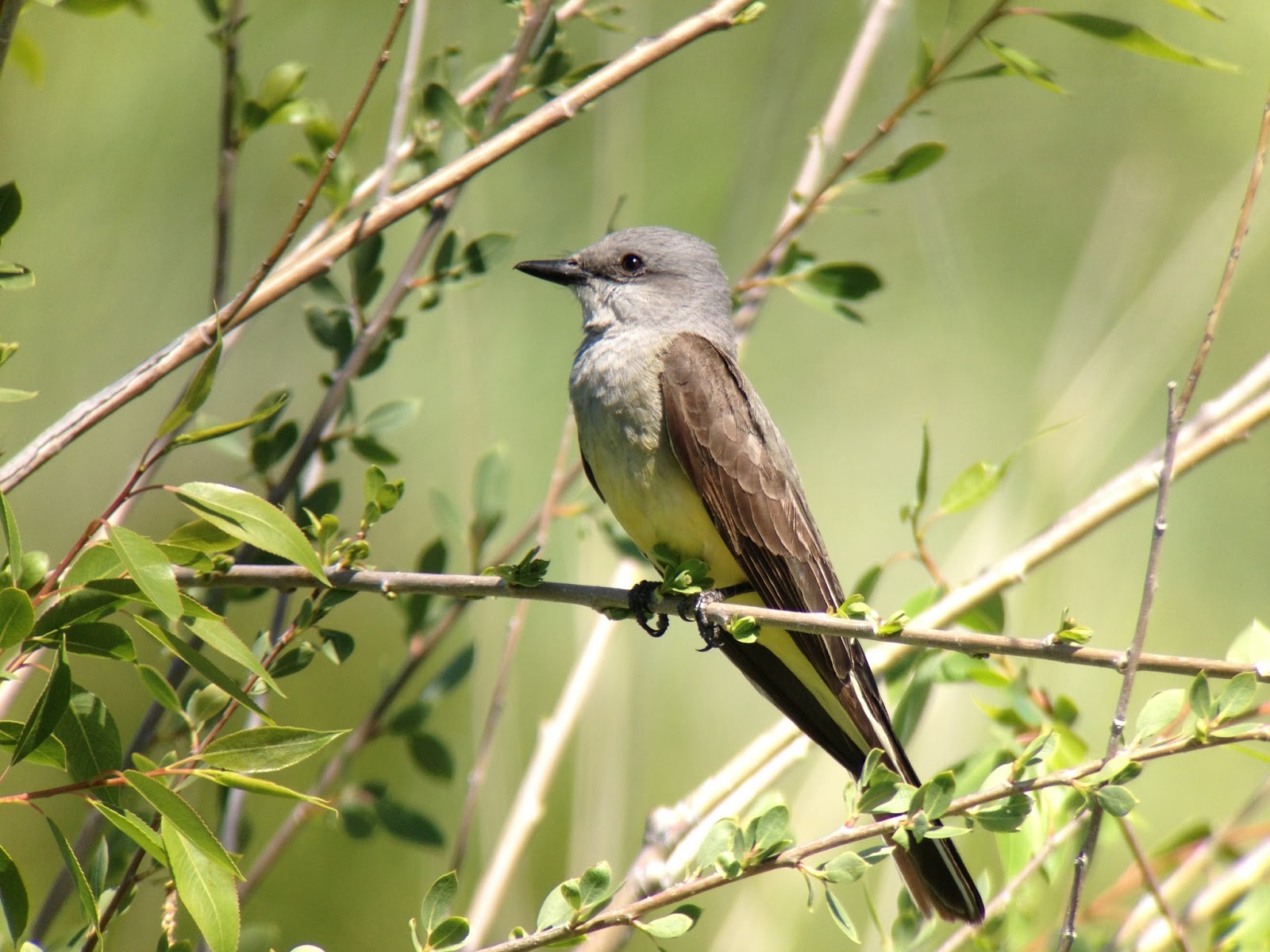 Birding Is Fun!: Western Kingbird