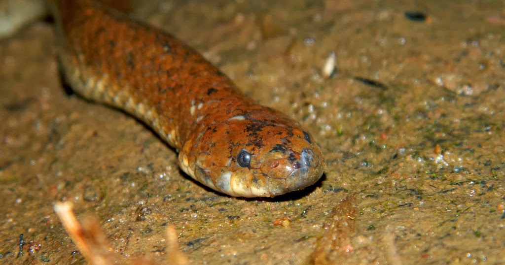 Ular Asli Indonesia: Fordonia leucobalia