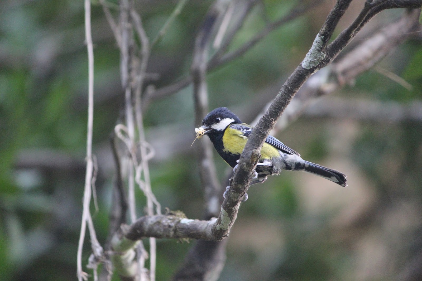 Local Birds Darjeeling