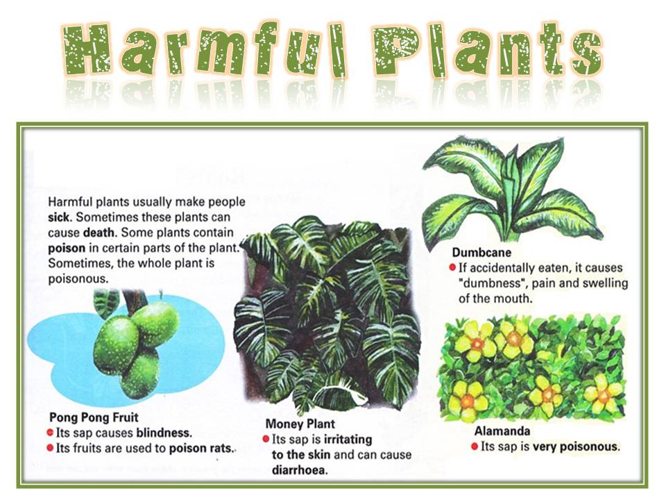 Plants: October 2012