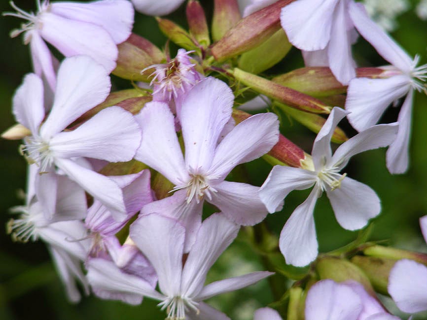 Loire Valley Nature: Soapwort Saponaria officinalis