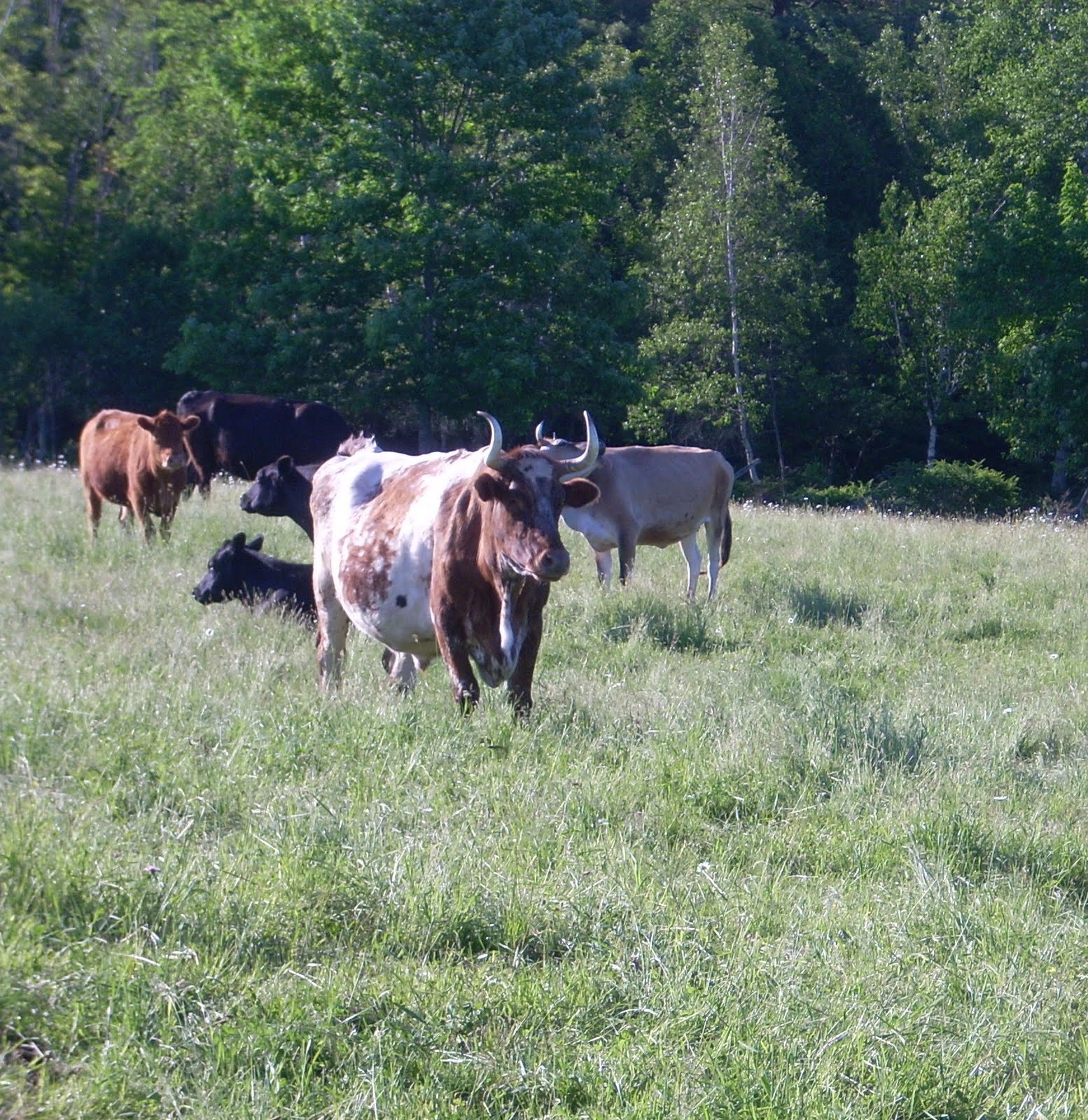 Tehachapi Pete: Local cows....