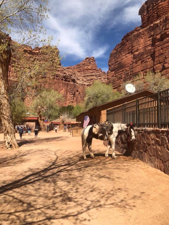 Havasupai Native American Reservation - Little Navajo, Havasu, Mooney ...