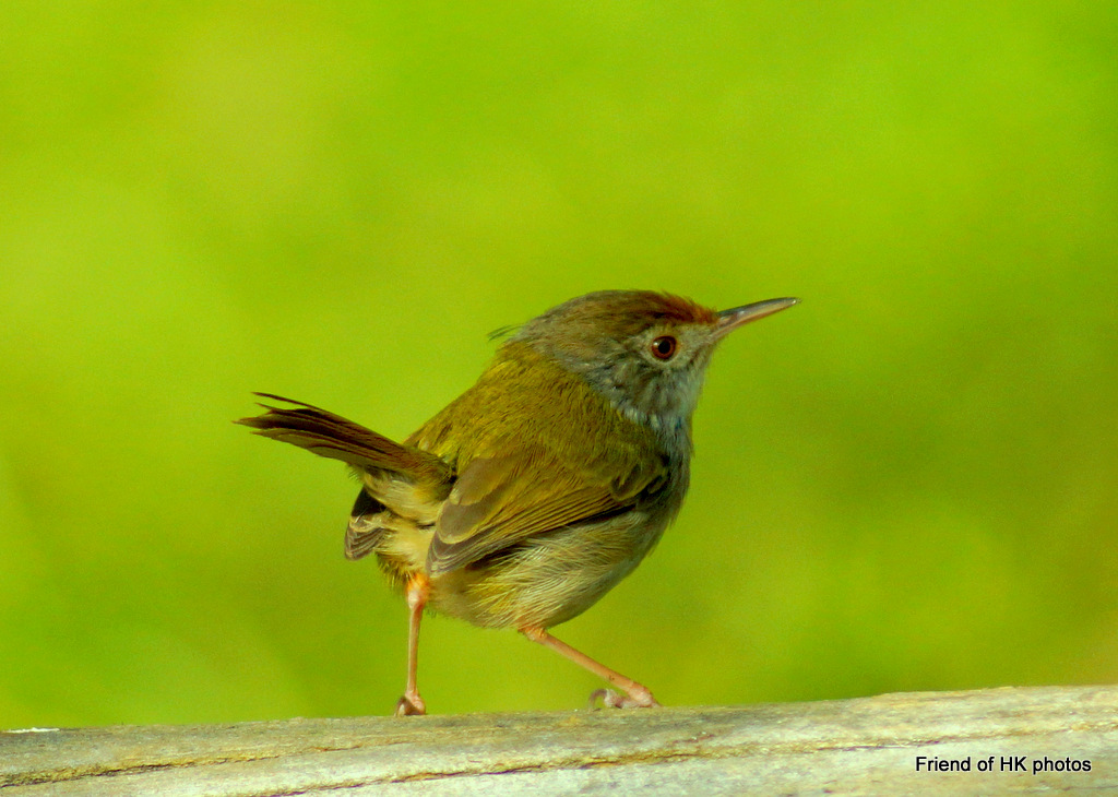 Photographic Wildlife Stories in UK/Hong Kong: Local Birds