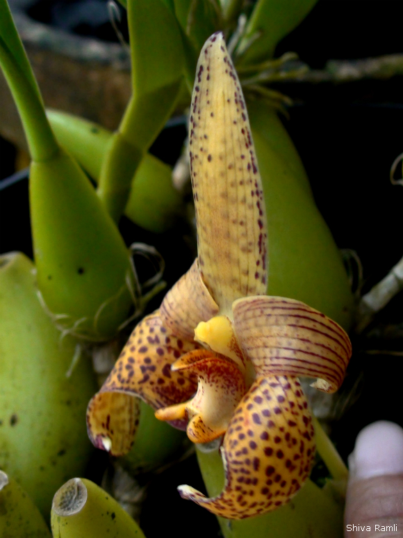 Wild orchids in sumatra: 700. 9. Bulbophyllum sumatranum forma `Yellow`