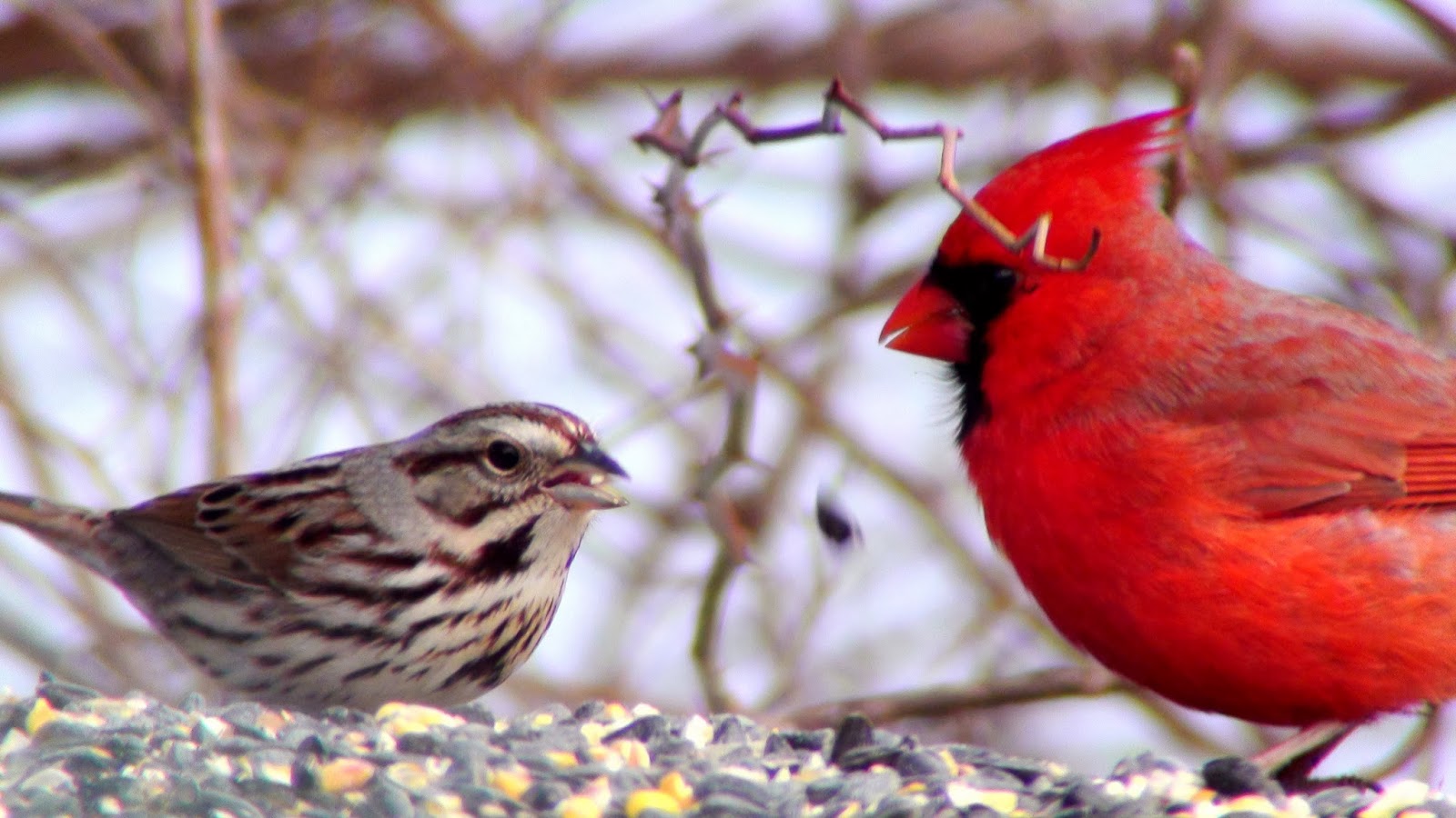 Tales From The Wilds: Don't tell the Cardinals that it's Too Cold to Sing