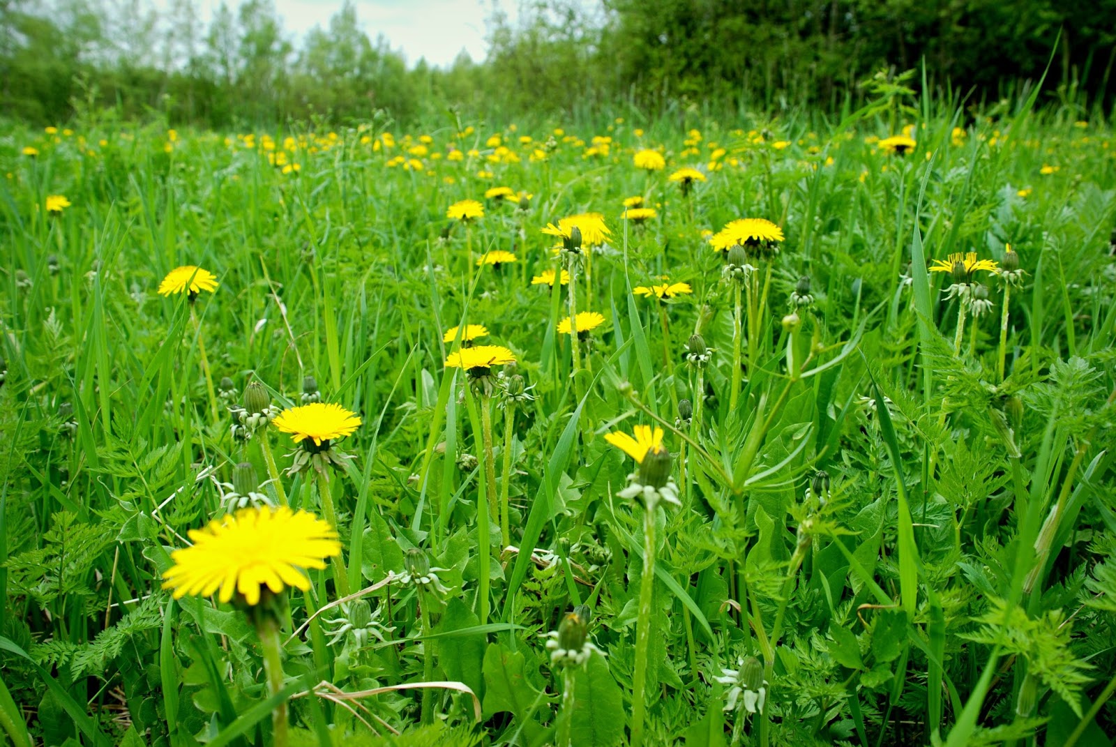 Maskrosens användning och innehåll