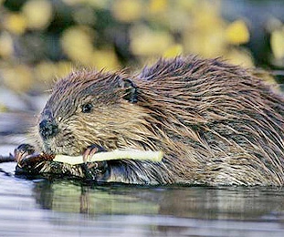 Gerinda Bai: LOS CASTORES YA CAMPAN POR EL RÍO CIDACOS DE OLITE