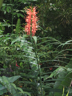 Koopman's Botanica: Hedychium - Siergember