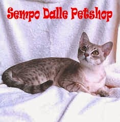 Pengetahuan Tentang Kucing / Cat: Jenis - Jenis Ras Kucing Di Dunia