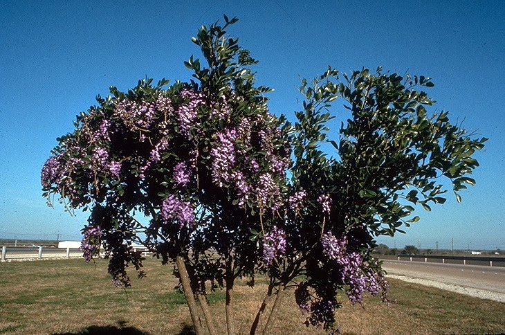 Future Plants by Randy Stewart: Sophora, Kowhai & Pagoda Tree