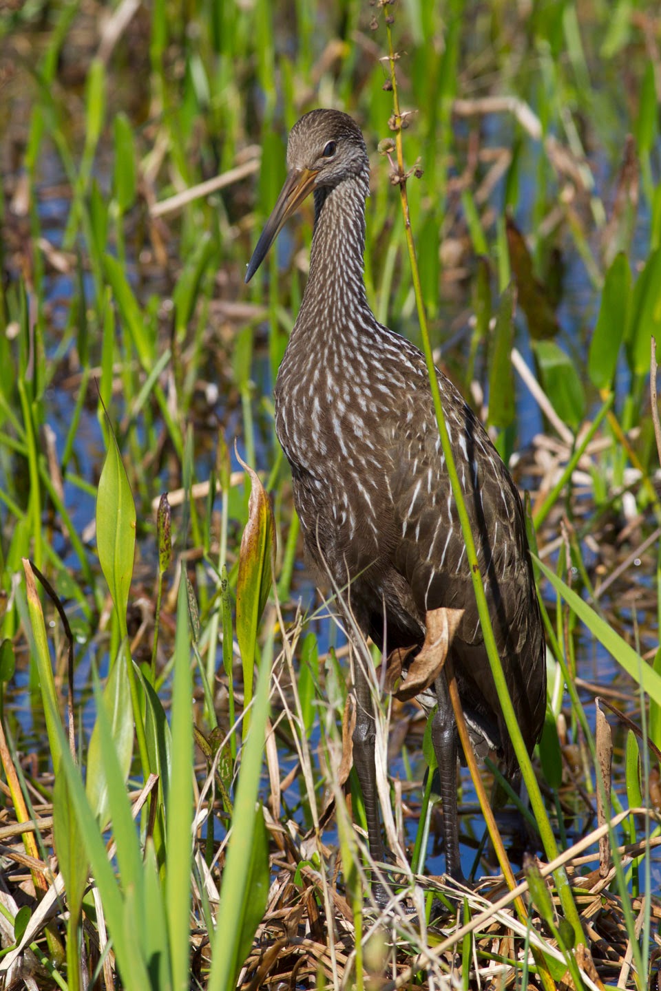 Ann Brokelman Photography: Limpkin - adult and juvenile Florida Feb 2014