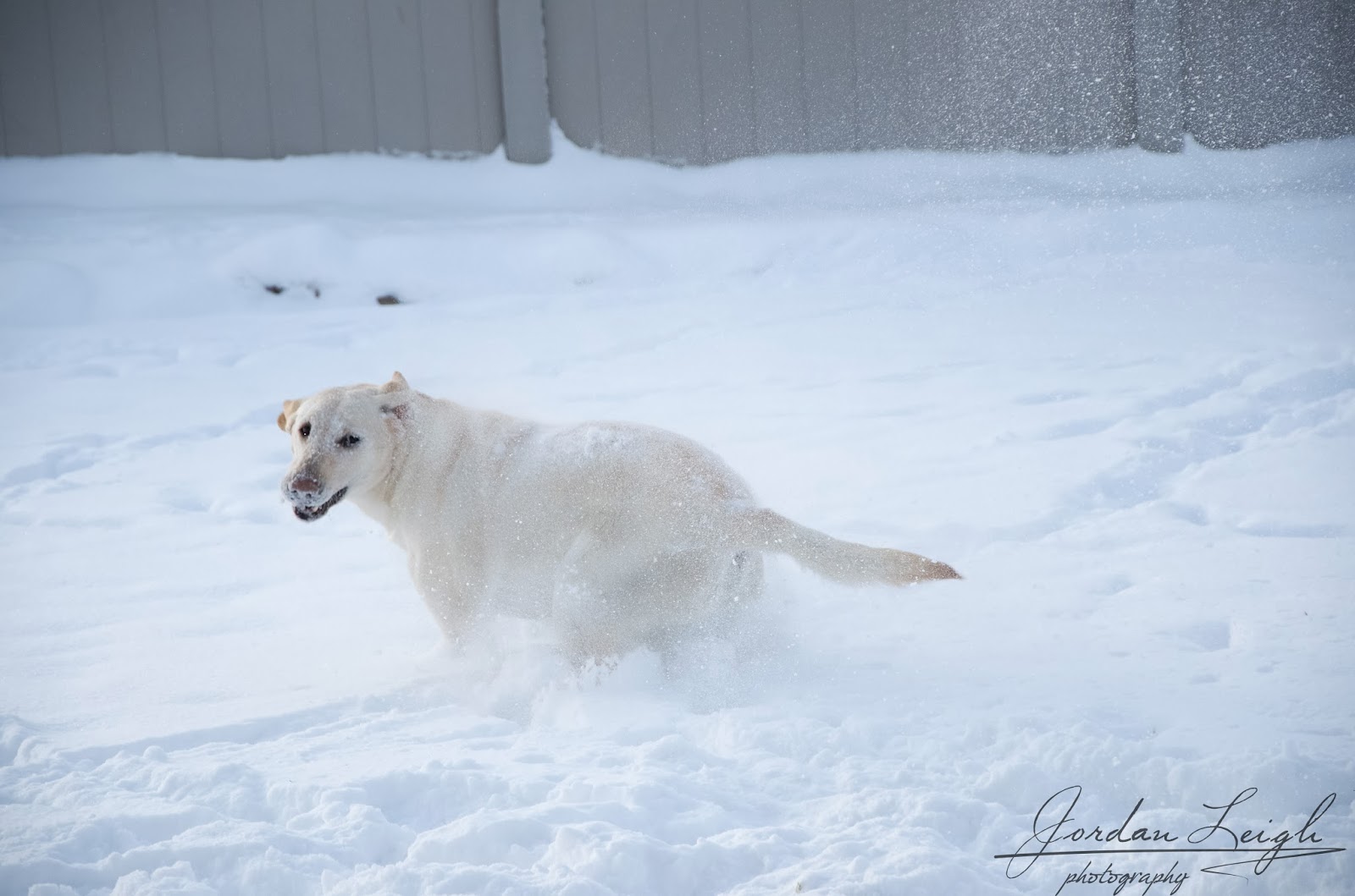 Jordan Leigh Photography: Loving Snow Lab-Pet Photography