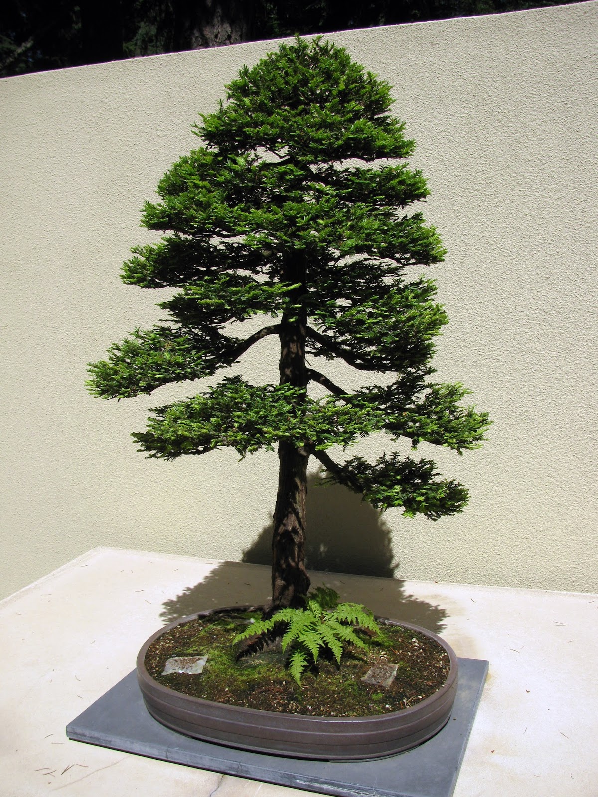 Capewood's Collections: Pacific Rim Bonsai Collection