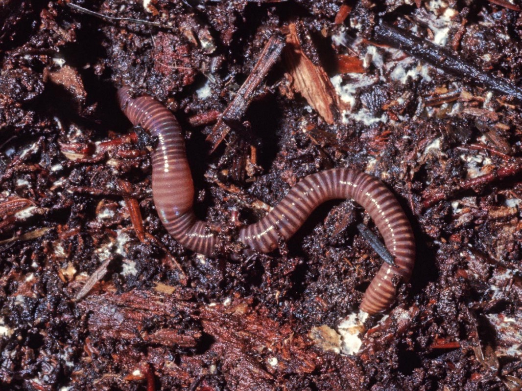 Salish Sea News and Weather