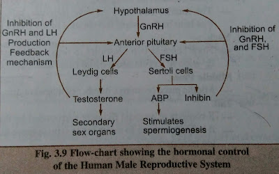 Spermatogenesis: process and hormonal control- digieduco