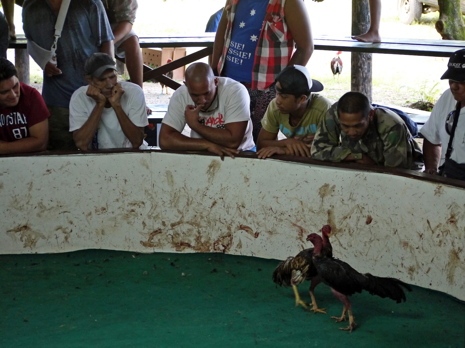 marieatahaa: combat de coqs