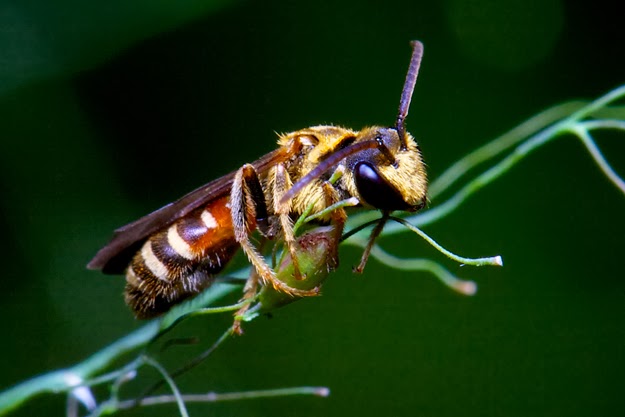 Extreme Macro Photography - Jefz Lim Photography