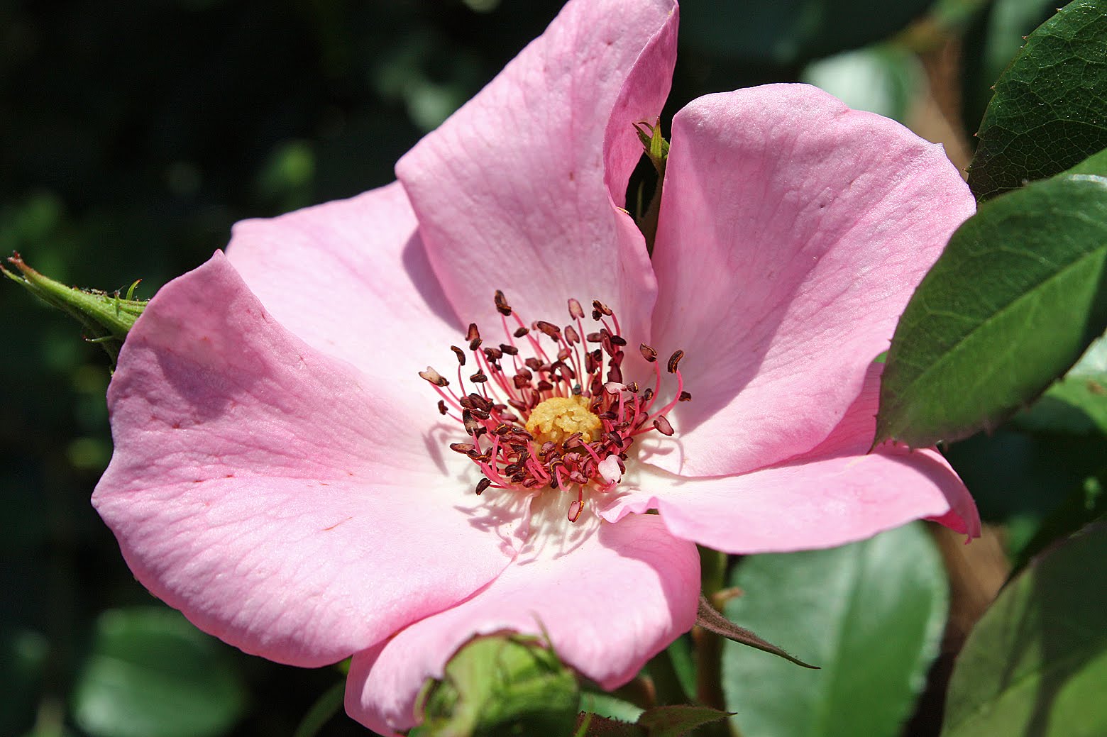 Southern Lagniappe: An Old-Fashioned Rose Garden