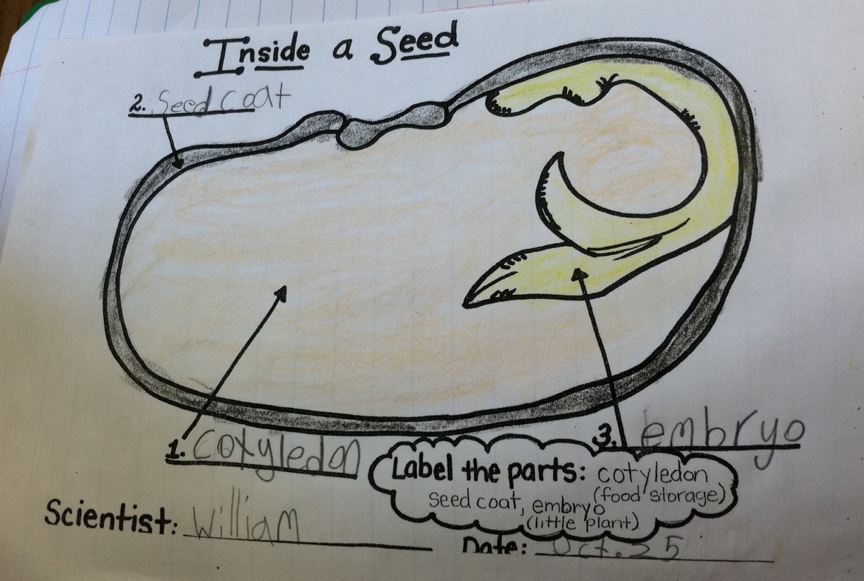 Seed Diagram With Labels