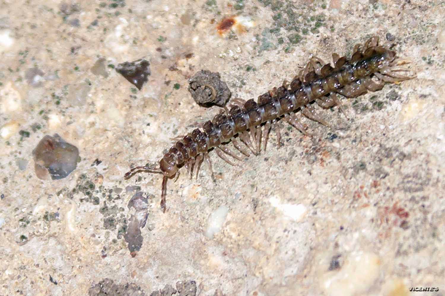 Fauna silvestre de Hormaza: Polydesmus angustus