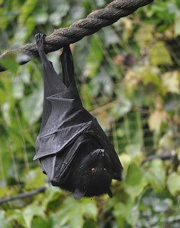 ZOOTOGRAFIANDO (6.100 ANIMALS): ZORRO VOLADOR DE LIVINGSTONE / COMORO ...