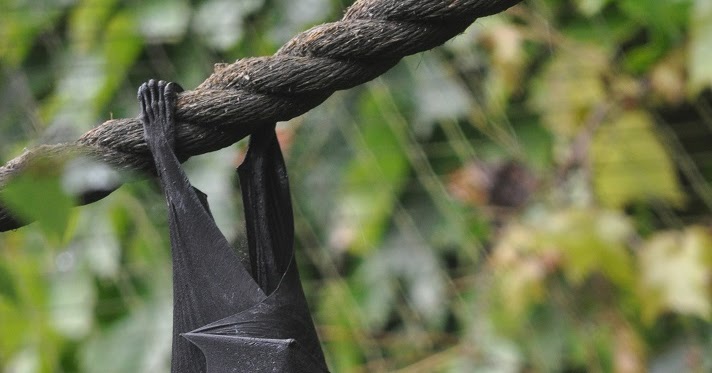 ZOOTOGRAFIANDO (6.100 ANIMALS): ZORRO VOLADOR DE LIVINGSTONE / COMORO ...