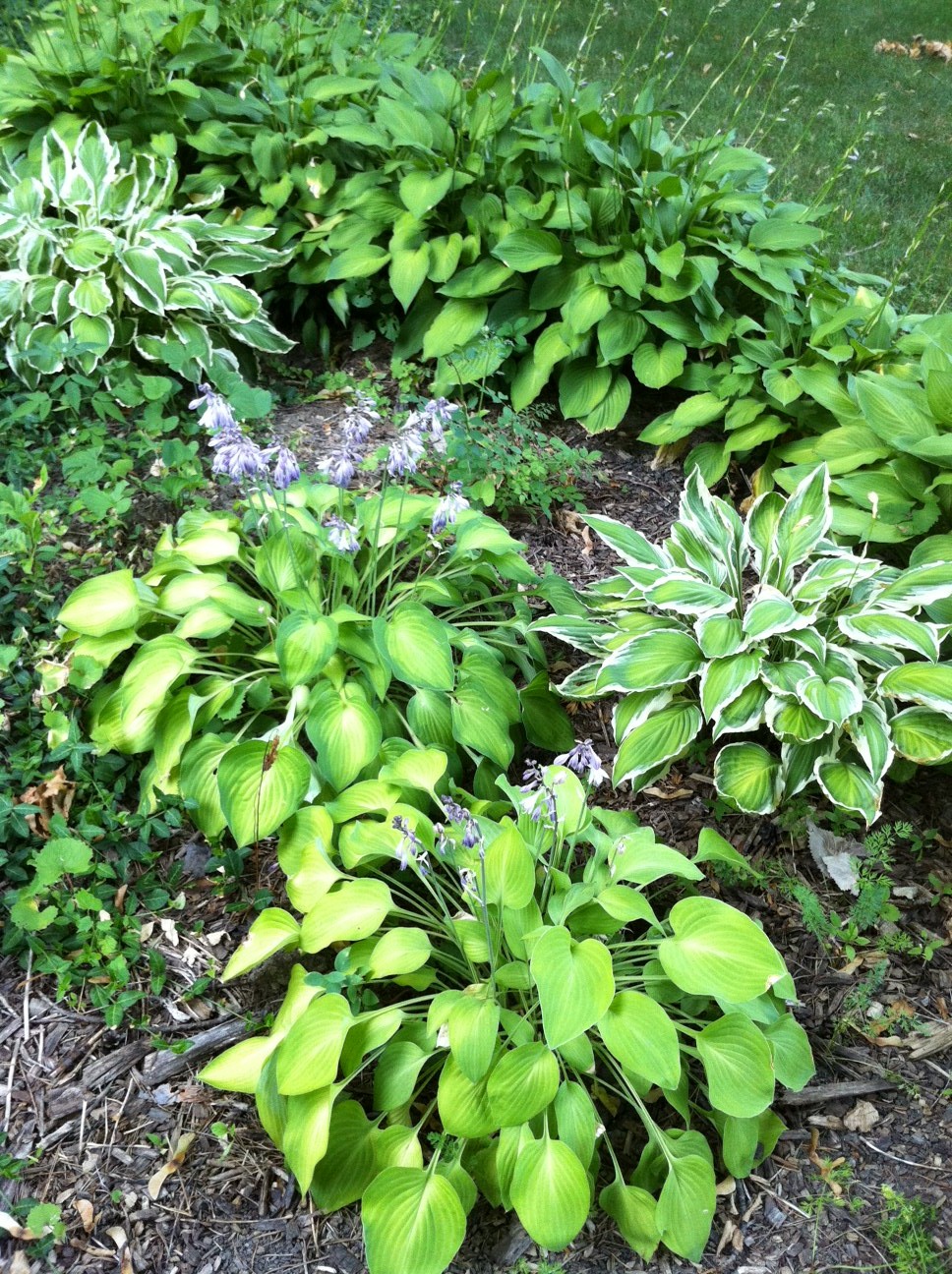Teresa's Garden Song: I LOVE Hostas! - Perfect Shade Garden Perennial
