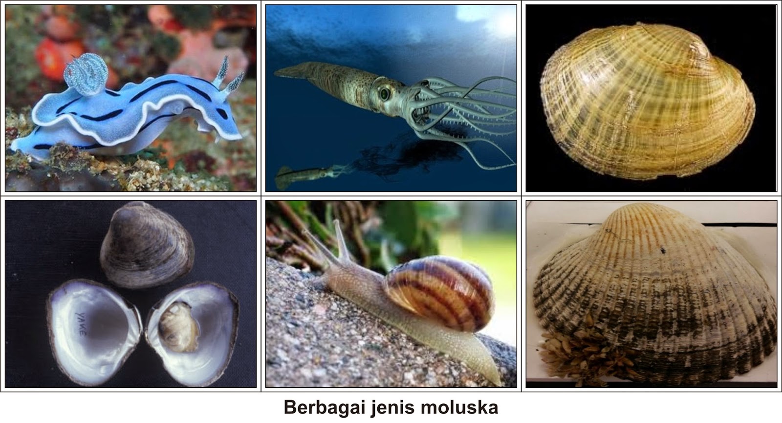 20 Fakta Unik Moluska Bermantel (Part 1) - Lalaukan