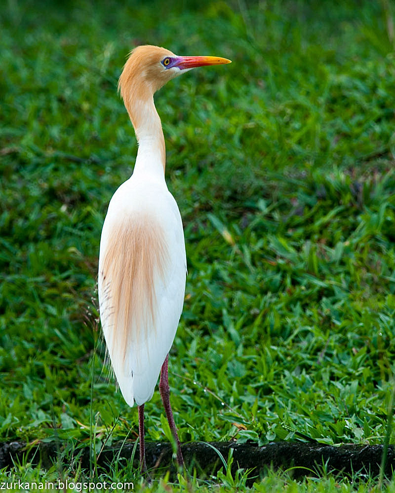 Zul Ya - Birds of Peninsular Malaysia: Eastern Cattle Egret - Coming Home