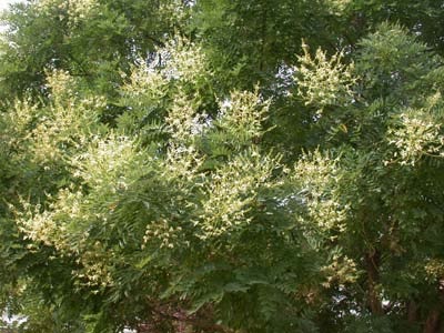 Variety of Life: Sophoreae