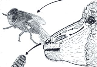 Maladie de Myase (myiases) - Maladies de Peau