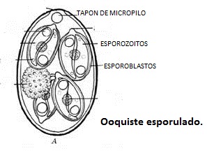 Parasitologia Veterinaria: Eimeria spp.