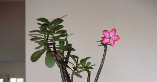 The Indoor Garden: About the Elephant Foot plant