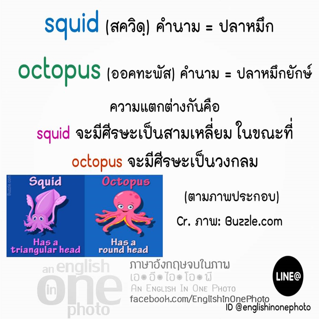 English in One Photo: Squid vs Octopus