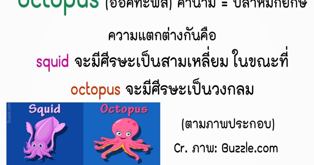 English in One Photo: Squid vs Octopus