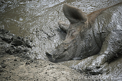 HIPERSESSÃO : Edu Guedes lambe dedo durante receita