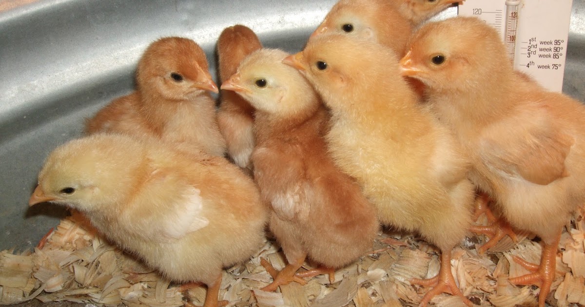 Pam's Backyard Chickens: Trip to Store Yields Baby Chicks