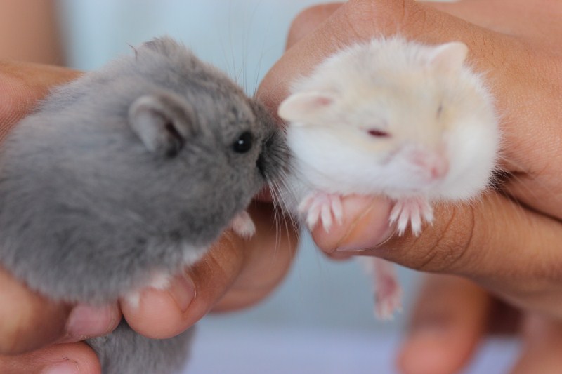 Campbell Mottled Argente ( Hamster Gallery )