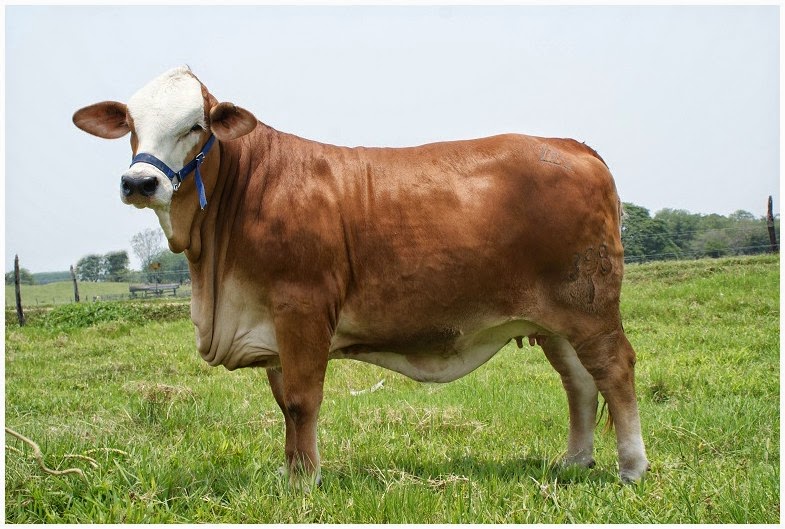 Generalidades de la Ganadería Bovina.: Simbrah