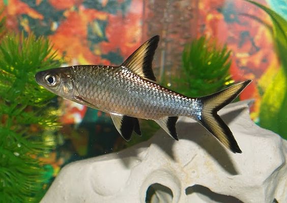 Bala Shark Care Sheet ~ Tropical Fish Types