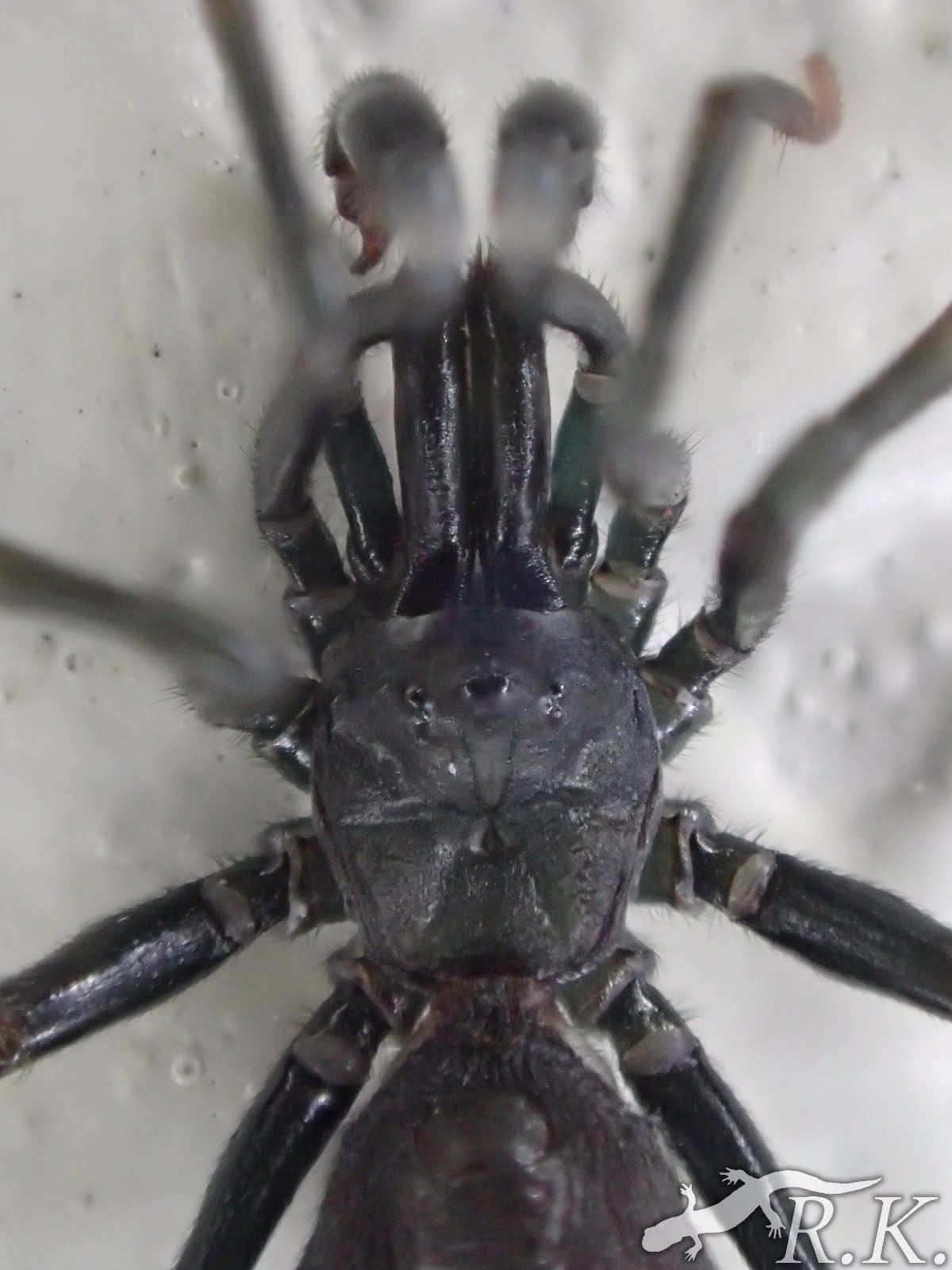 小さな隣人たちの世界: ワスレナグモ Calommata signata Karsch, 1879